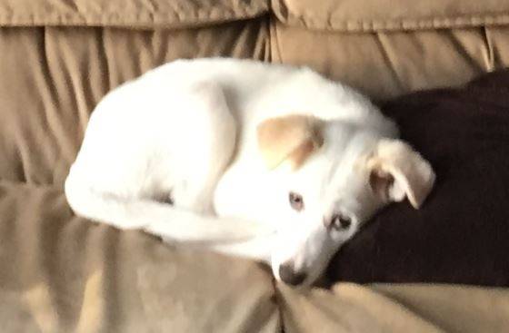 ADOPTED - Calgary, AB - KAIT - Beautiful Great Pyrenees Yellow Lab Mix Dog