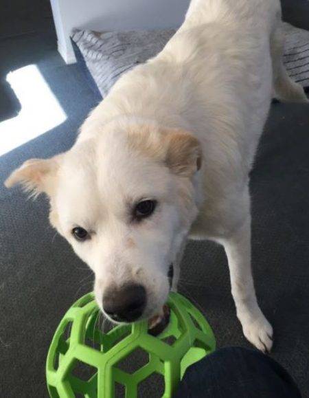 ADOPTED - Calgary, AB - KAIT - Beautiful Great Pyrenees Yellow Lab Mix Dog