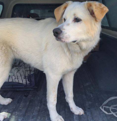 ADOPTED - Calgary, AB - KAIT - Beautiful Great Pyrenees Yellow Lab Mix Dog