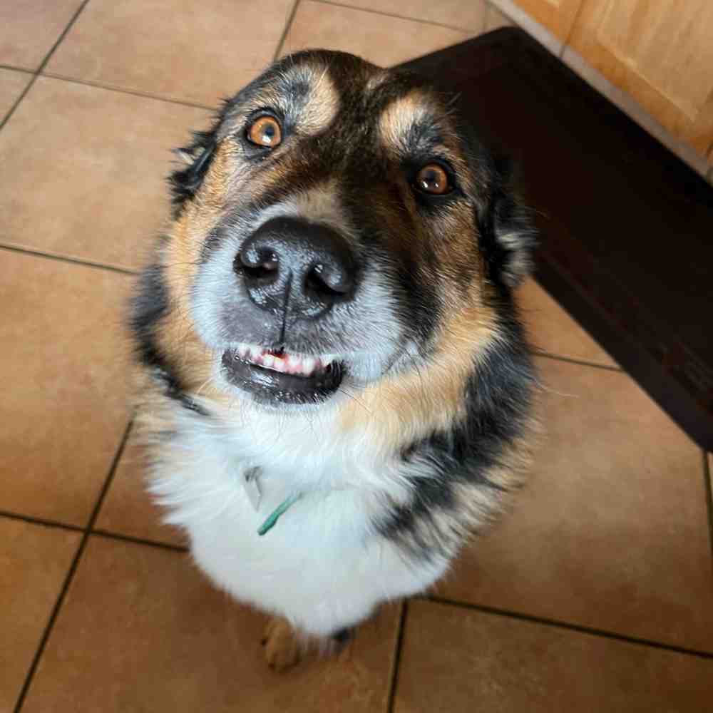 Kash Border Collie Great Pyrenees Dog Adoption Calgary 1 (4) - Pet ...