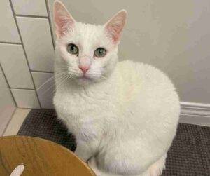 Sweet White Cat For Adoption in Edmonton AB - Supplies Included - Adopt ...