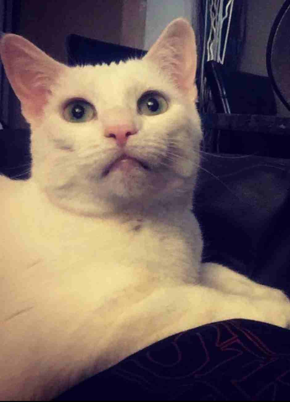 Sweet White Cat For Adoption in Edmonton AB - Supplies Included - Adopt ...