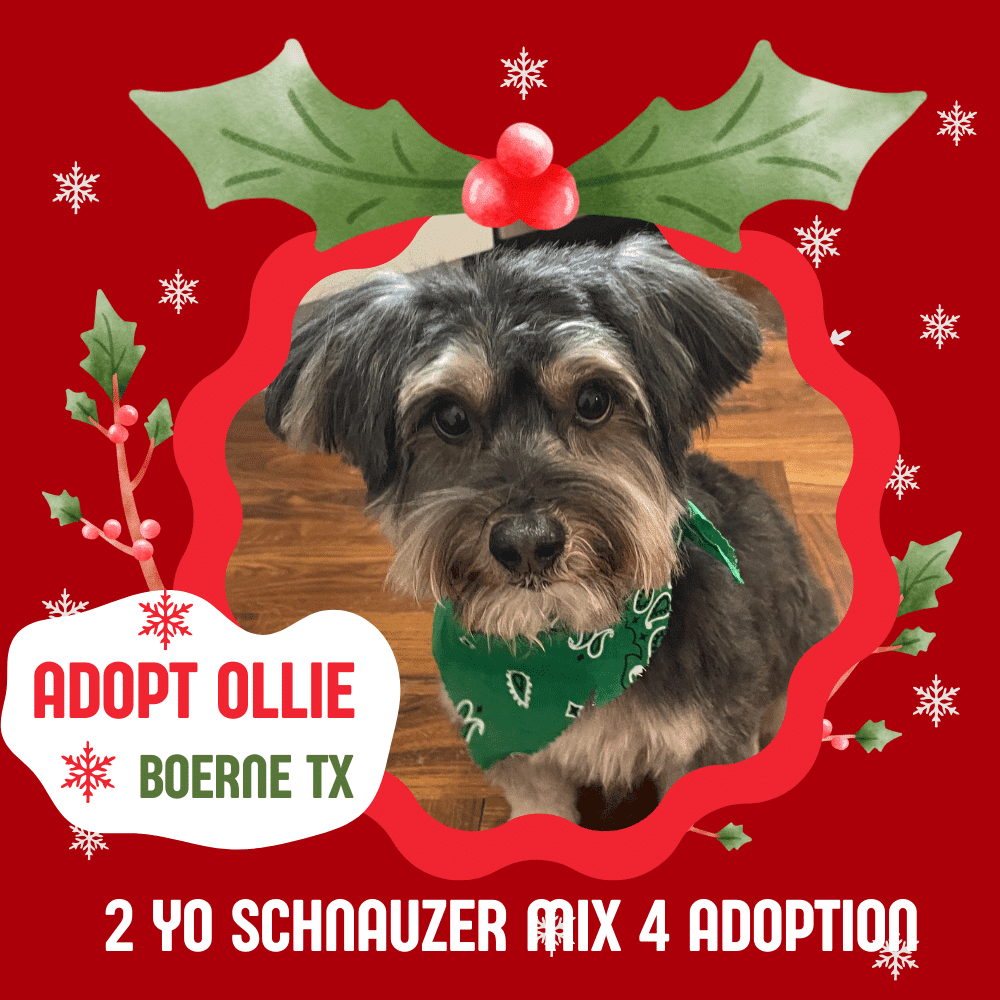 LAB SCHNAUZER MIX DOG ADOPTION BOERNE TX - Pet Rehoming Network