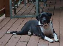 German Shorthaired Pointer Mix Dog For Adoption n Alpharetta GA - Adopt ...