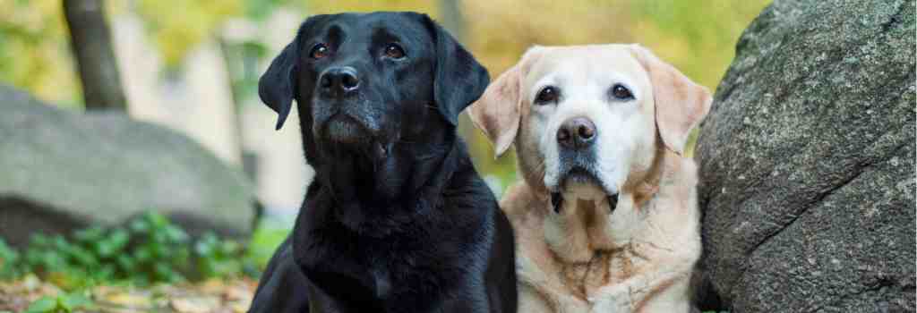 Labrador Retrievers For Adoption Banner - Pet Rehoming Network