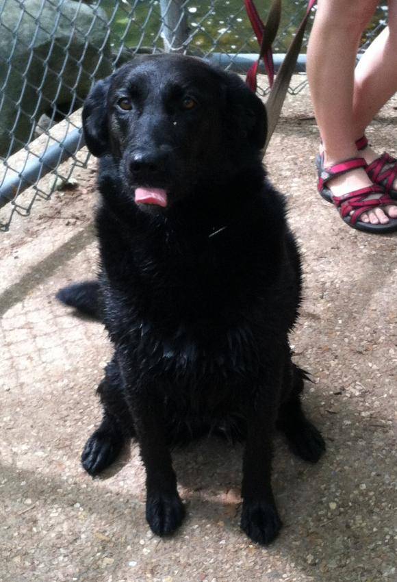 REHOMED! - Lady - Super Sweet F Border Collie Lab Mix Dog, 7, Bella ...