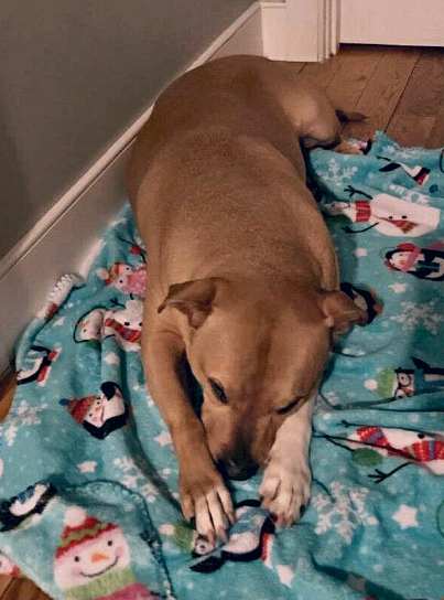 Yellow Lab American Pit Bull Terrier Mix For Adoption in Brooklyn NY ...