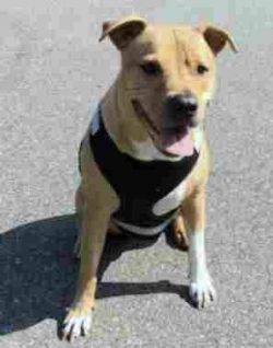 Yellow Lab American Pit Bull Terrier Mix For Adoption In Brooklyn NY ...