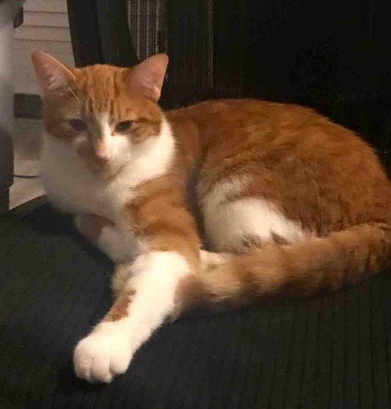 Adorable Polydactyl Orange Tabby Kitten To Adopt in Richmond TX - Adopt ...