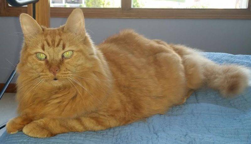 REHOMED - Vivacious Vincent - Amazing Long Hair Tangerine Tabby (Maine ...