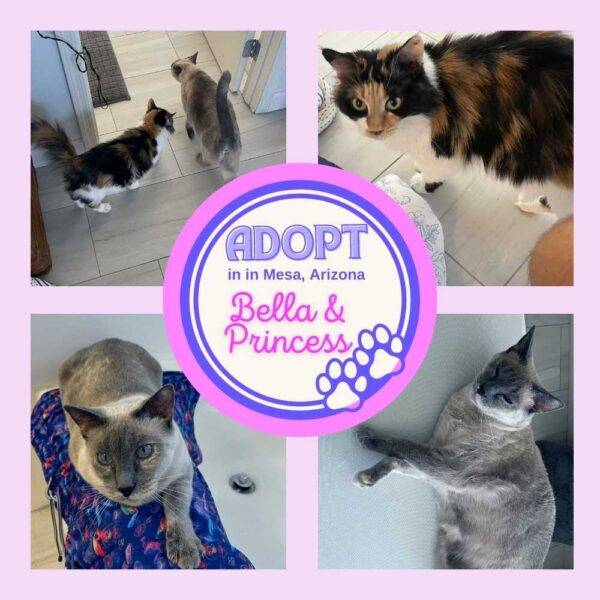 Calico Cats For Adoption Near You | Calico Cat Rehoming