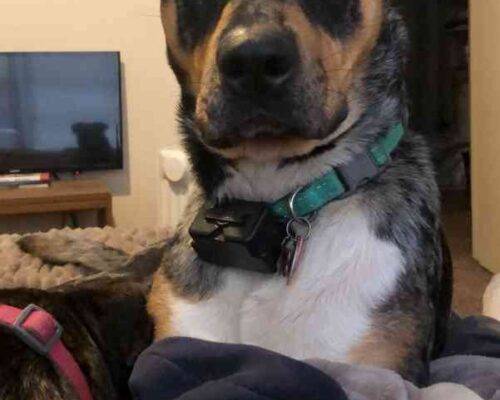 Rottweiler Catahoula Mix Dog for Adoption in Murfreesboro TN - Supplies ...