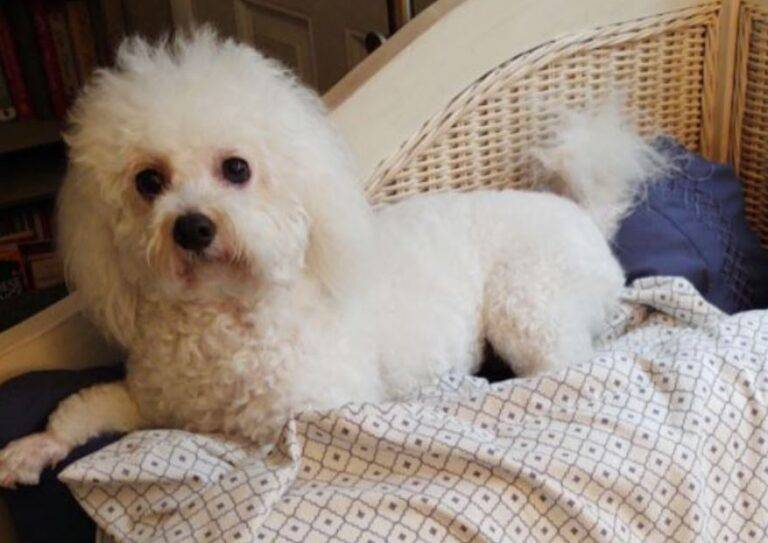 Bichon Frise Dogs For Adoption - Rehome Or Adopt A Bichon Frise - Pet ...