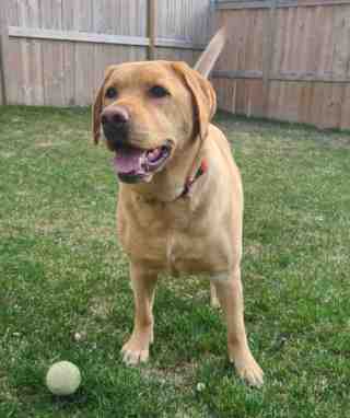 Amazing Female Yellow Labrador Retriever For Adoption in Calgary - Meet ...