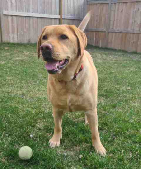 Amazing Female Yellow Labrador Retriever For Adoption in Calgary - Meet ...