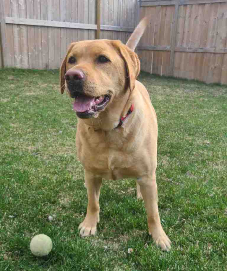 Amazing Female Yellow Labrador Retriever For Adoption in Calgary - Meet ...