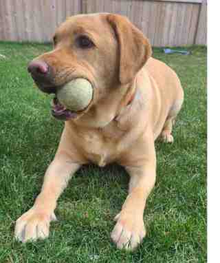 Amazing Female Yellow Labrador Retriever For Adoption in Calgary - Meet ...