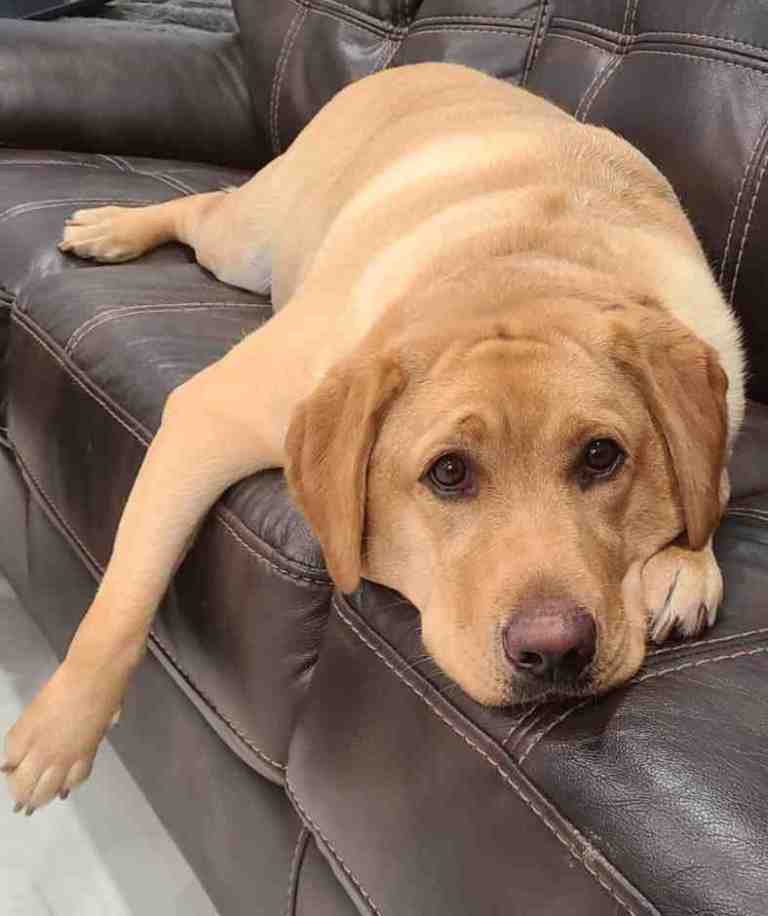 Amazing Female Yellow Labrador Retriever For Adoption in Calgary - Meet ...