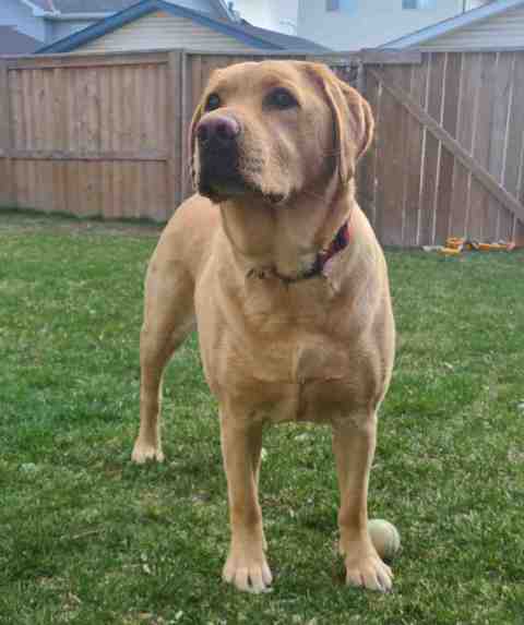 Amazing Female Yellow Labrador Retriever For Adoption in Calgary - Meet ...