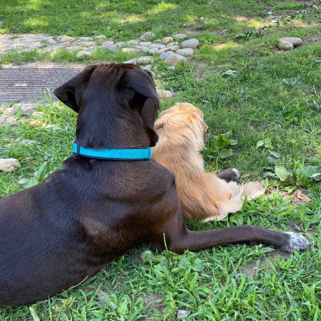 Luna Amstaff Rottweiler Mix Dog Adoption Atlanta GA 1 - Pet Rehoming ...