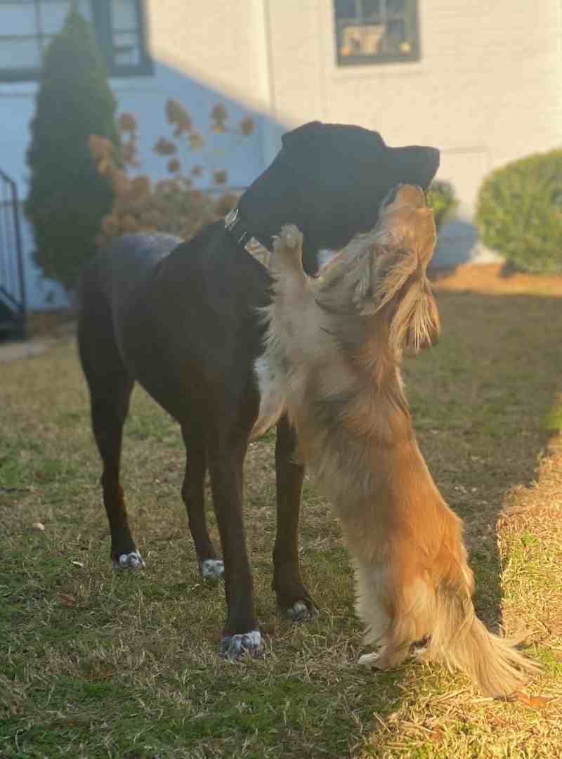 Luna Amstaff Rottweiler Mix Dog Adoption Atlanta GA 1 (13) - Pet ...