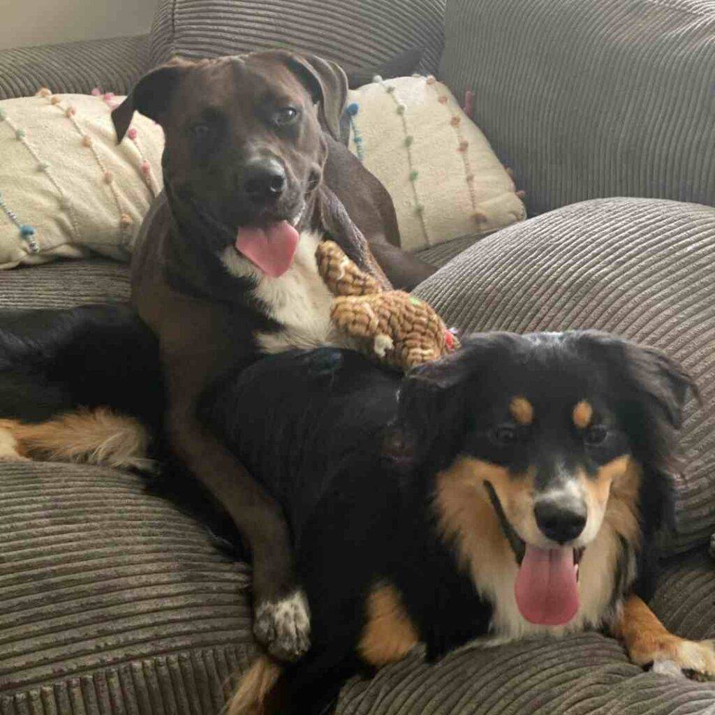 Luna Amstaff Rottweiler Mix Dog Adoption Atlanta GA 1 (8) - Pet ...