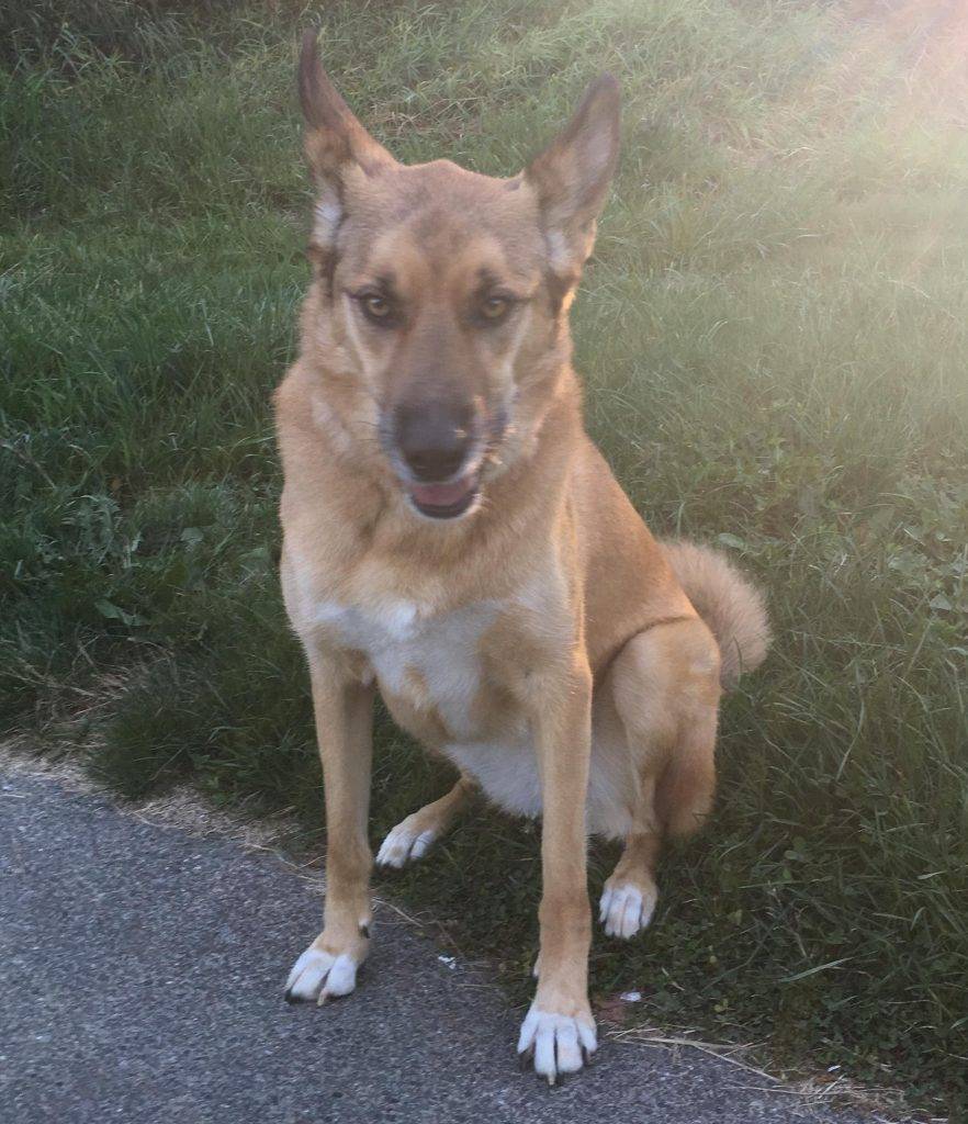 Luna - German Shepherd Mix Dog For Adoption Langley BC - Pet Rehoming ...