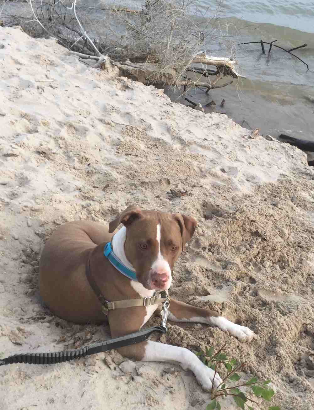 Denver CO - Pitbull Pointer Mix Dog For Private Adoption - Meet Luna