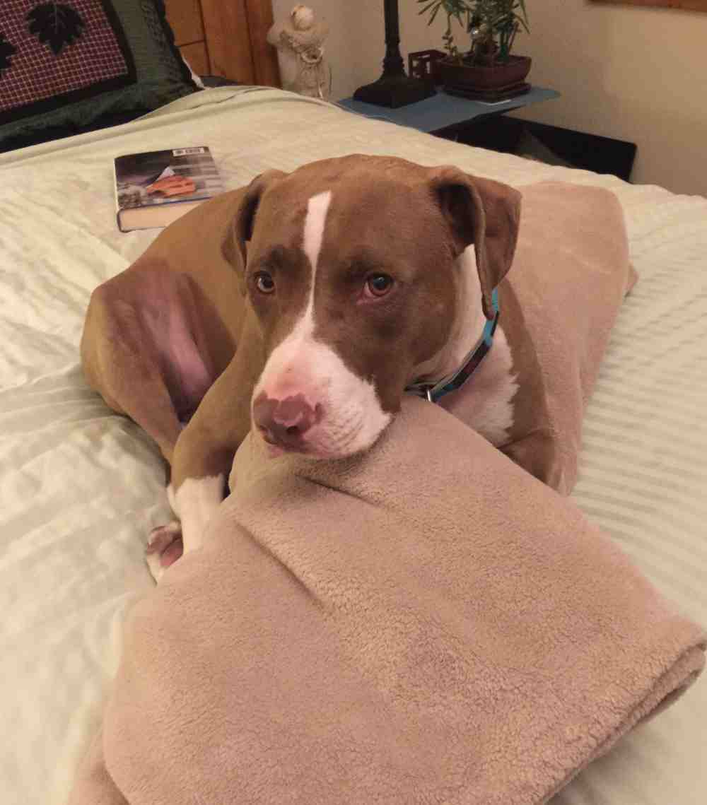 Denver CO - Pitbull Pointer Mix Dog For Private Adoption - Meet Luna