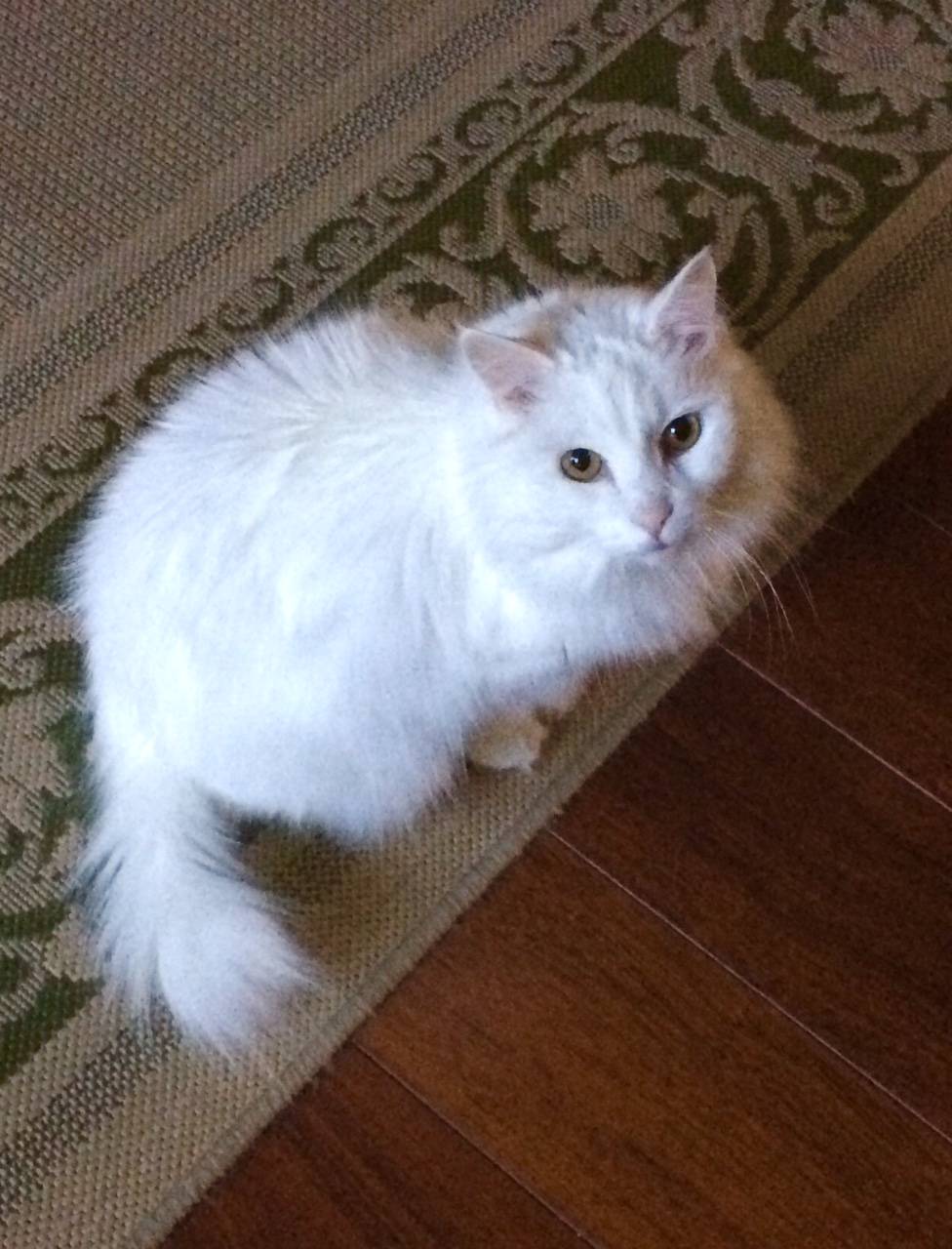 MK1 - Pet Rehoming Network