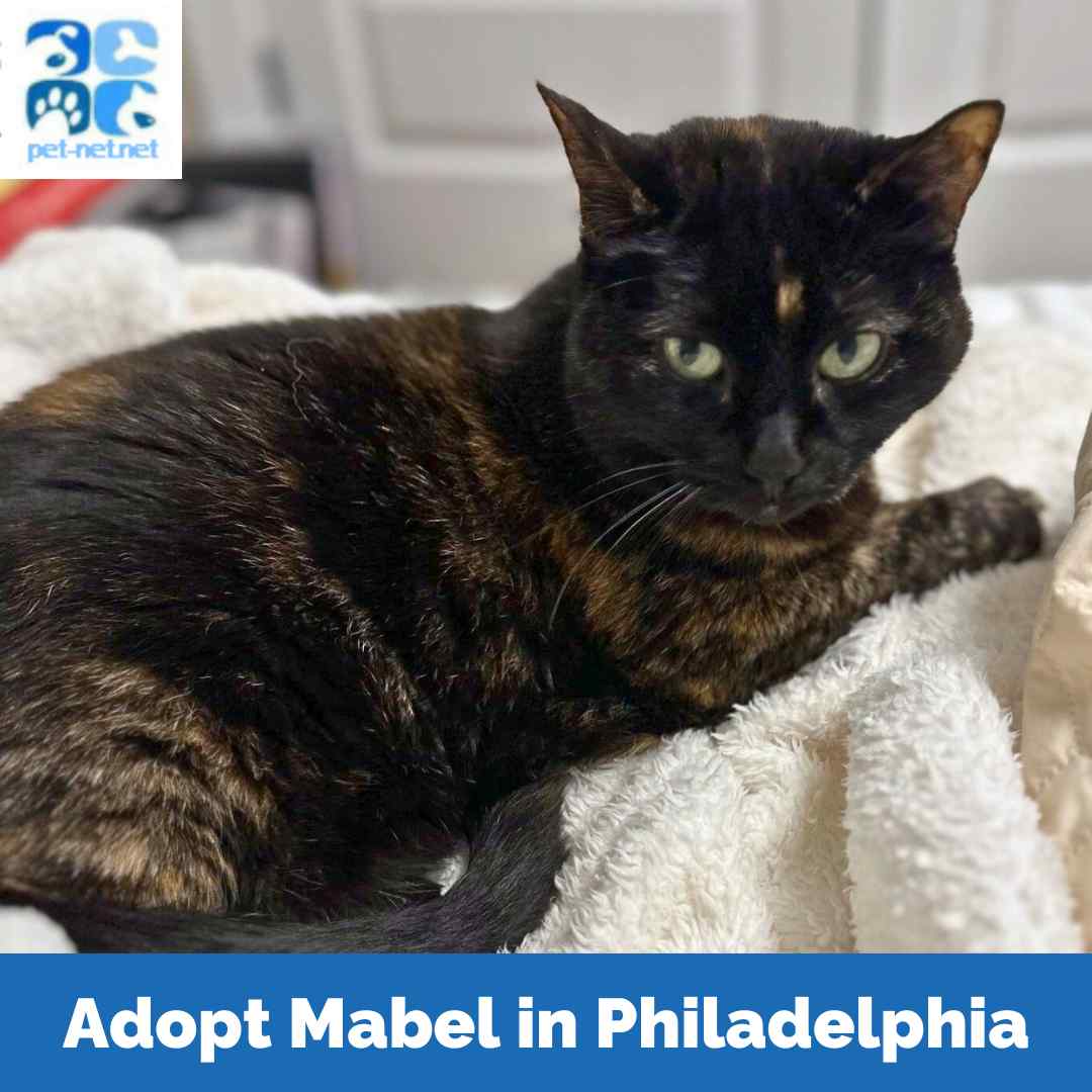 Beautiful Tortoiseshell Cat For Adoption in Philadelphia - Meet Mabel