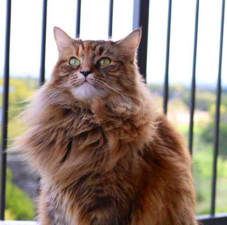 ADOPTED Maine Coon Mix Cat in Austin TX - NeNe