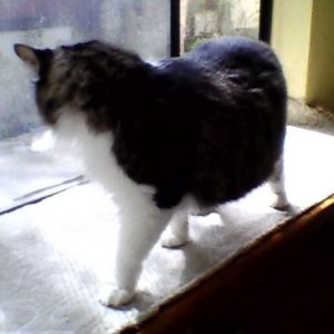 Maine Coon / Manx Mix Cat For Adoption to Loving Home - Supplies ...