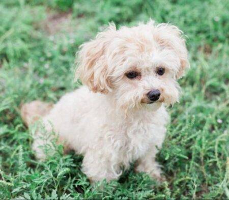 Maltipoos For Adoption By Owner - Rehome or Adopt a Malti-poo