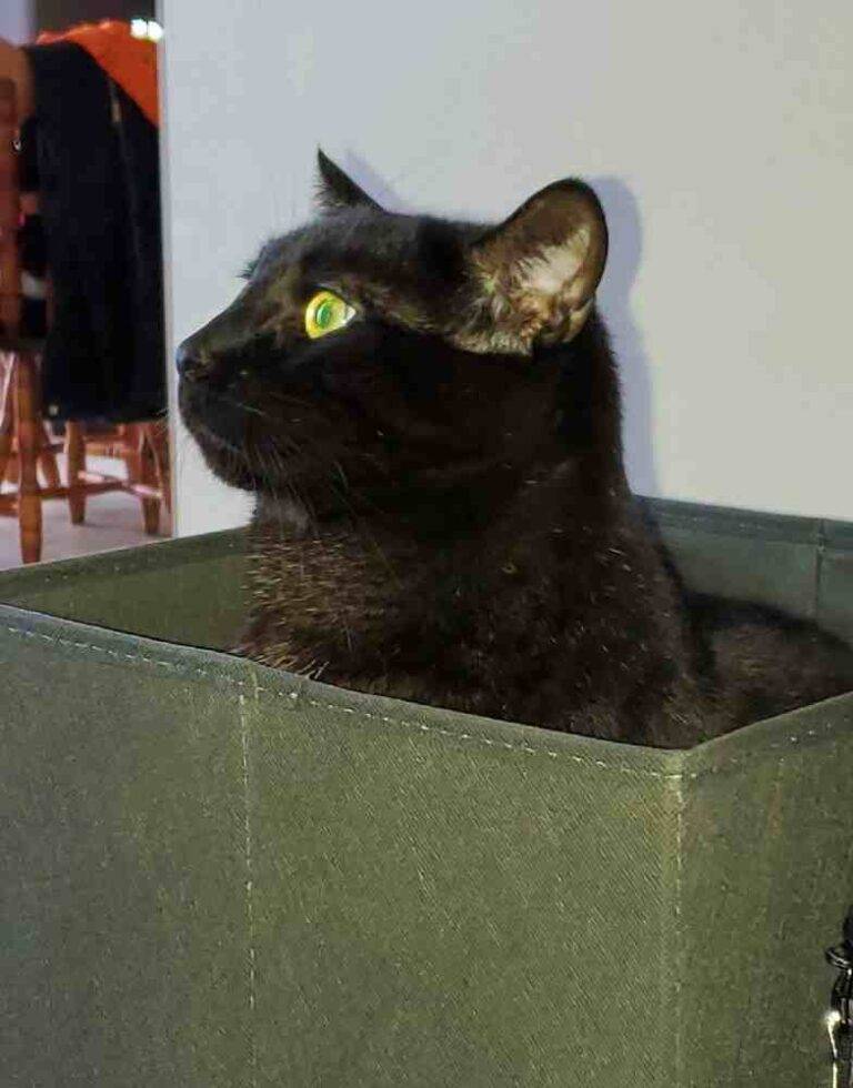 Manx & Siamese Cat For Adoption in Calgary AB - Adopt Jaxson and Spencer