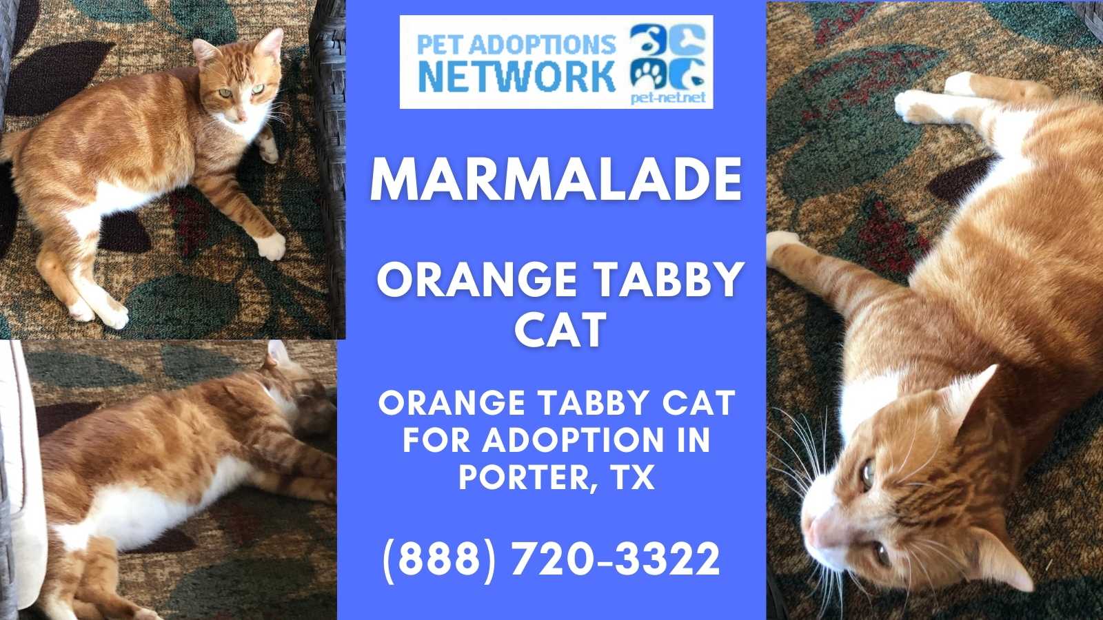 Marmalade Orange Tabby Cat Twitter - Pet Rehoming Network