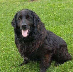 ADOPTED - Newfoundland Labrador Retriever Mix Dog in Ancaster ON Near ...