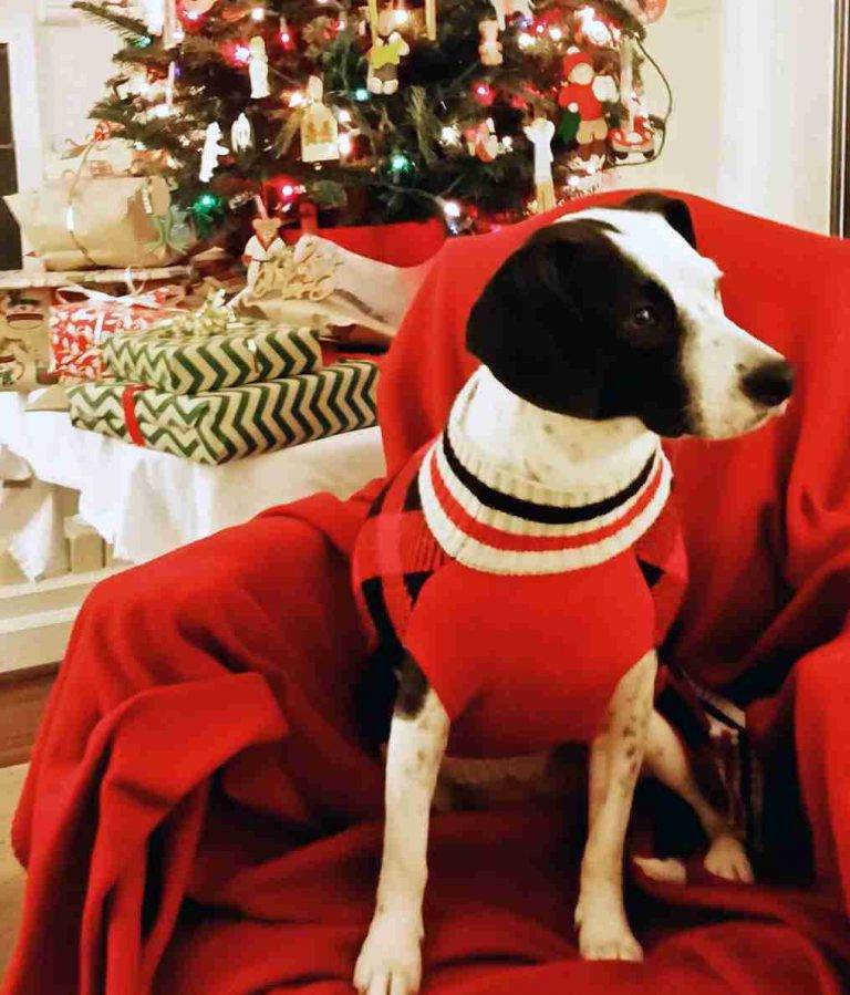 Border Collie Beagle Mix Dog For Adoption in Atlanta GA