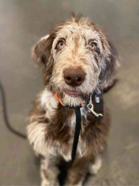 Labradoodle Rehoming - Adoptable Pet Listings