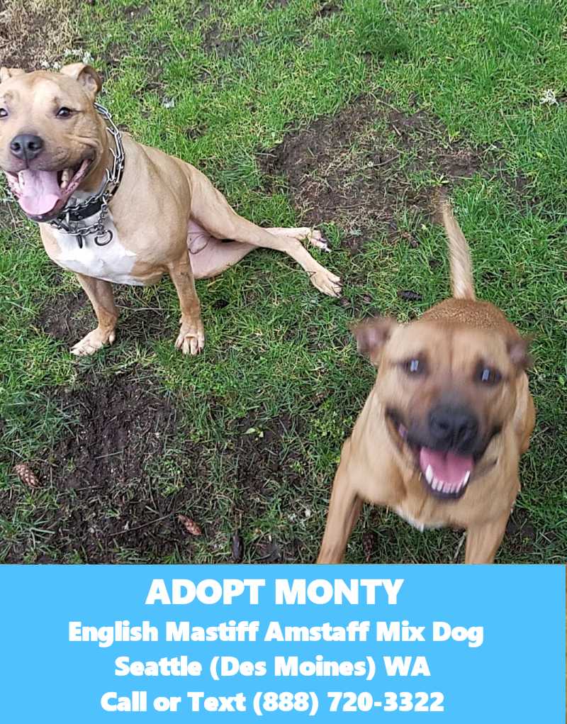 Monty Bullmastiff Mix Dog For Adoption Seatttle WA10 - Pet Rehoming ...