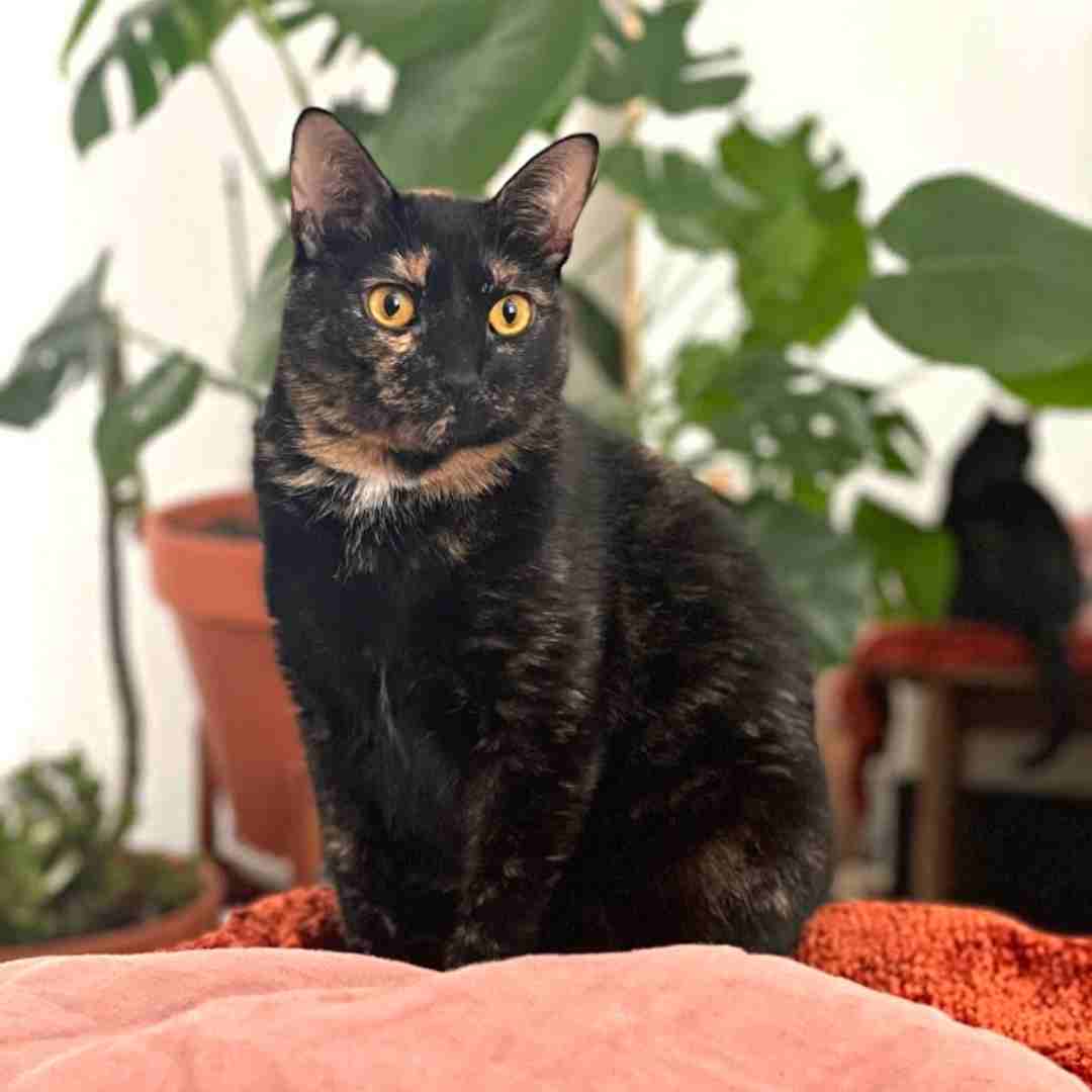 Gorgeous Tortoiseshell Cat For Adoption in Conroe TX - Supplies ...