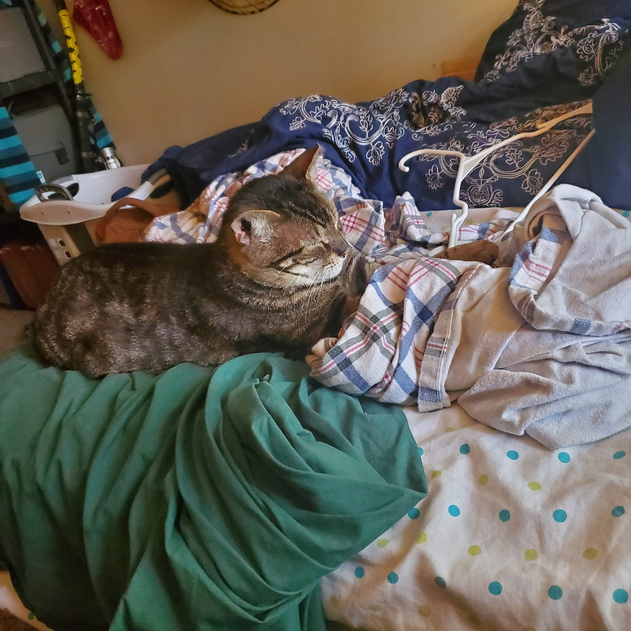 Mr.-Kitty-4 - Pet Rehoming Network