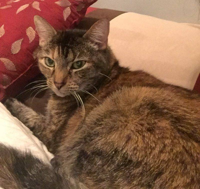 Tortoiseshell (Tortie) Cat For Adoption San Francisco CA