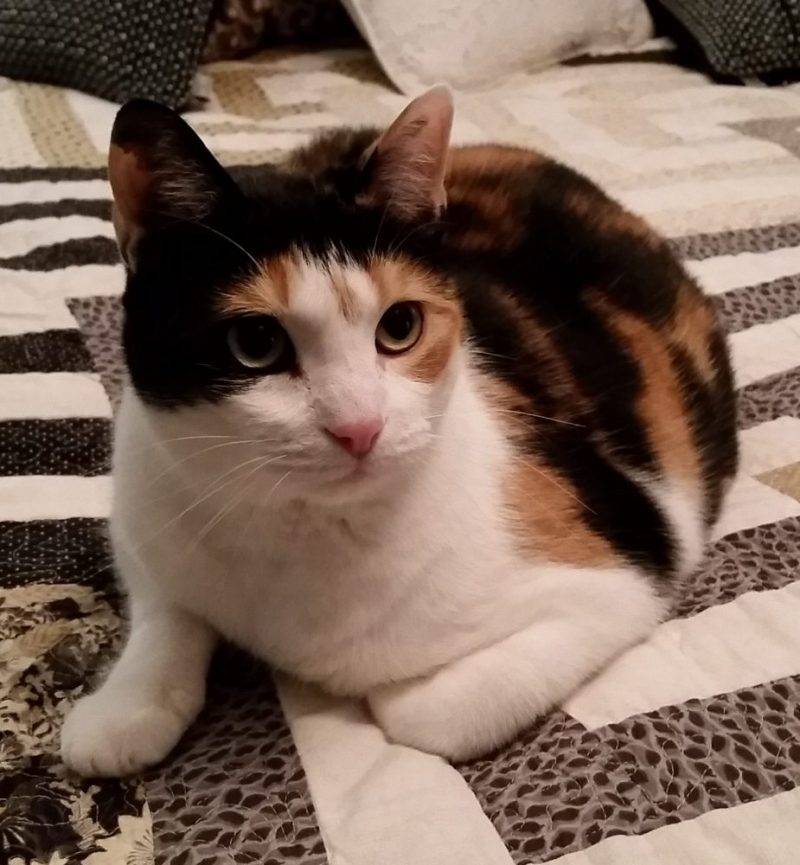 Stunning Female Calico Cat For Adoption in Connecticut - Meet Sweet Sally