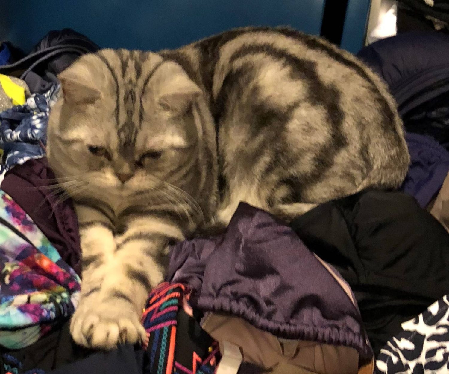 REHOMED - Nani - Purebred American Shorthair Cat in Reno, Nevada