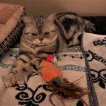 REHOMED - Nani - Purebred American Shorthair Cat in Reno, Nevada