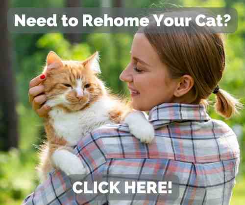 Need To Rehome Your Cat - Pet Rehoming Network