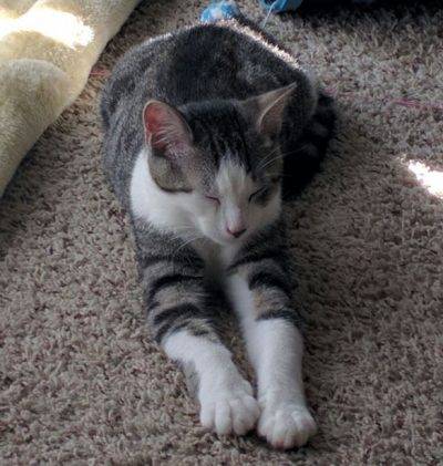 Tuxedo Tabby Kitten For Adoption in Nashville TN Tennessee - Adopt ...