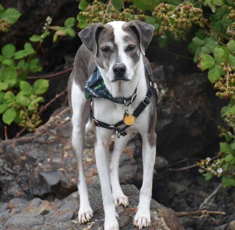 Pocket Pitbull (Chihuahua Pitbull Mix) For Private Adoption In Issaquah ...