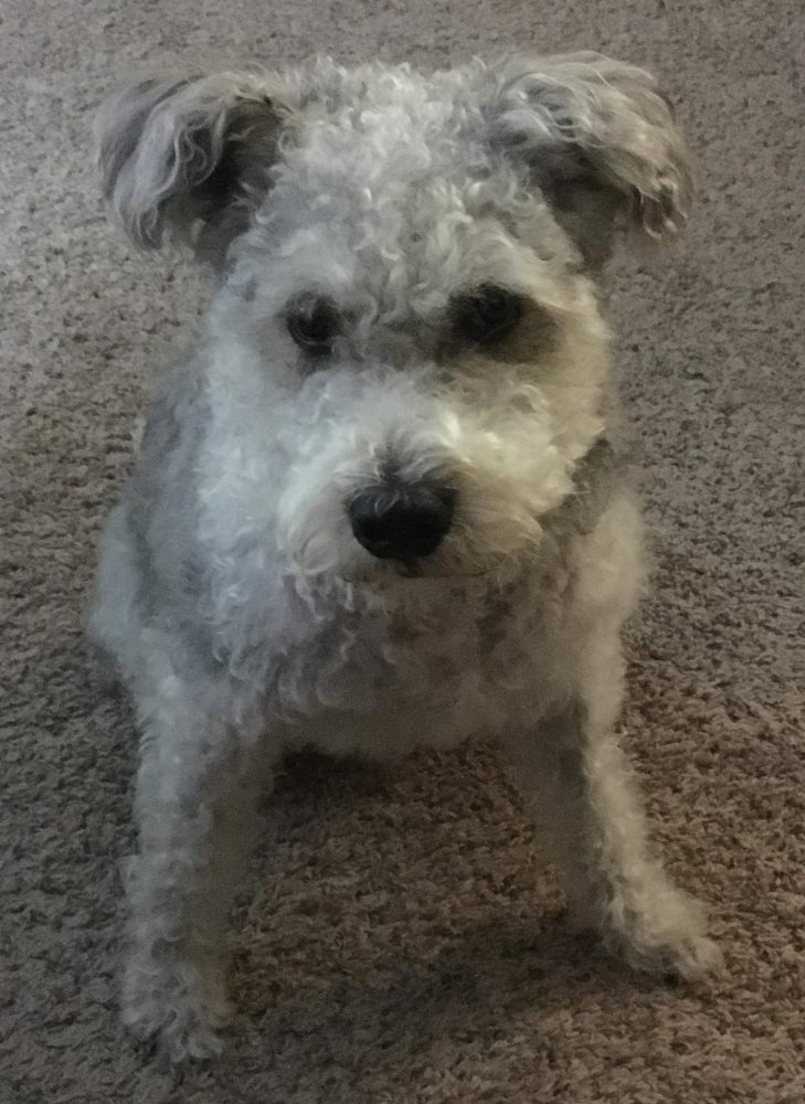 Adorable Schnoodle Mix For Adoption in Austin Texas - 4 YO Male Fixed ...
